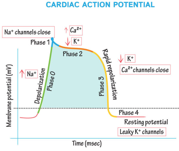 ECG interpretation in electrolyte emergencies | ECG Cases | EM Cases