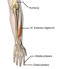 Hand Injuries - Pitfalls in Assessment | Emergency Medicine Cases
